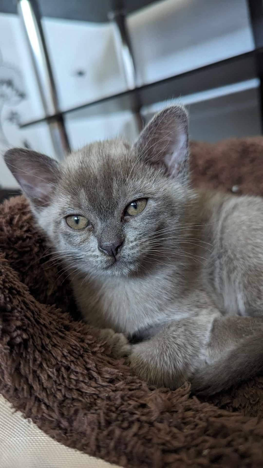 Meet Some Of Our Cats! - KimaniCats